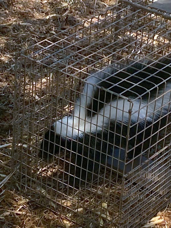 Live skunk trapped at Kanaha Pond sanctuary | News, Sports, Jobs - Maui ...